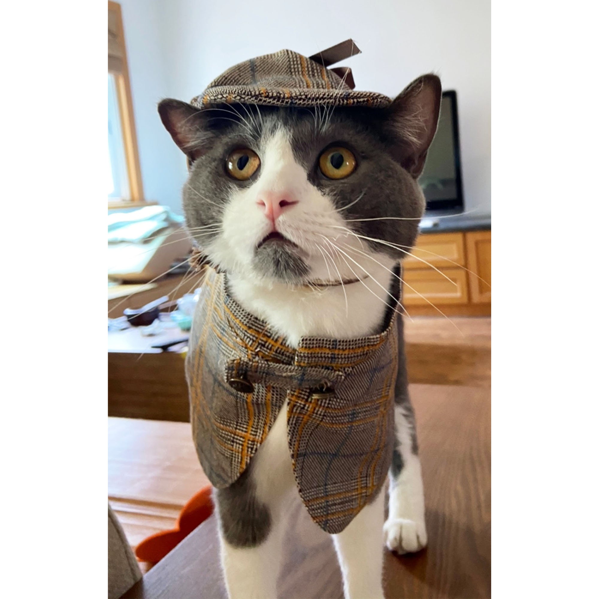 Mittens The Cat Detective