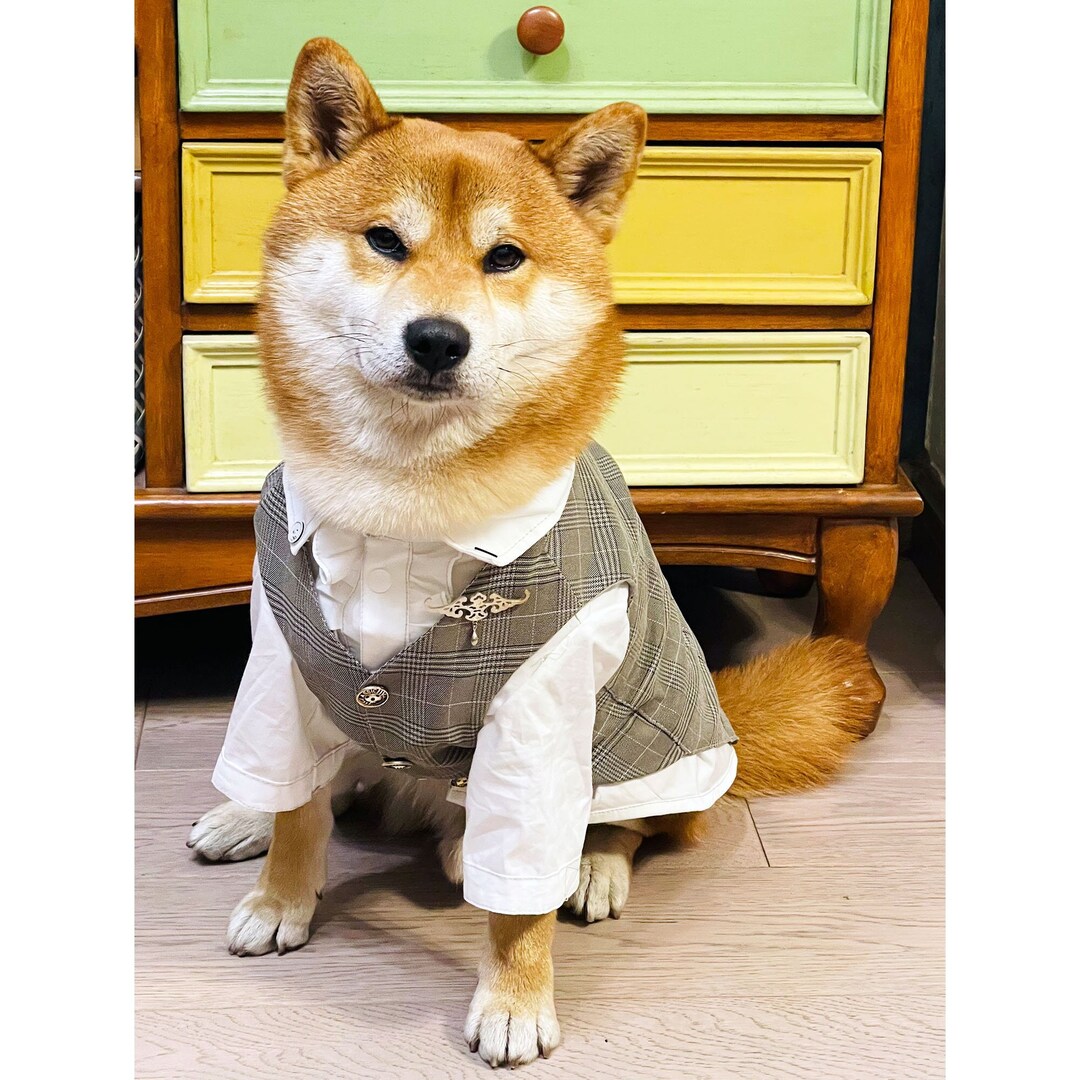 Dog Formal Suit Gray, Dog Dog Tuxedo Bridegroom Outfit Dog Birthday ...