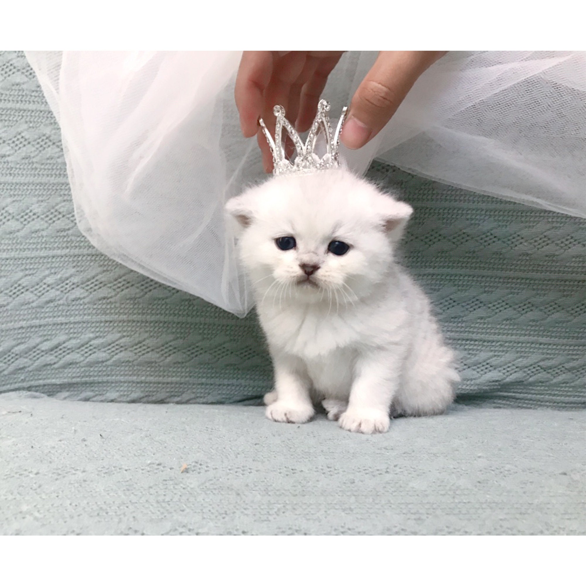 Cat Dog Wedding Veil Pet Bride Bridesmaid Costume Birthday | Etsy