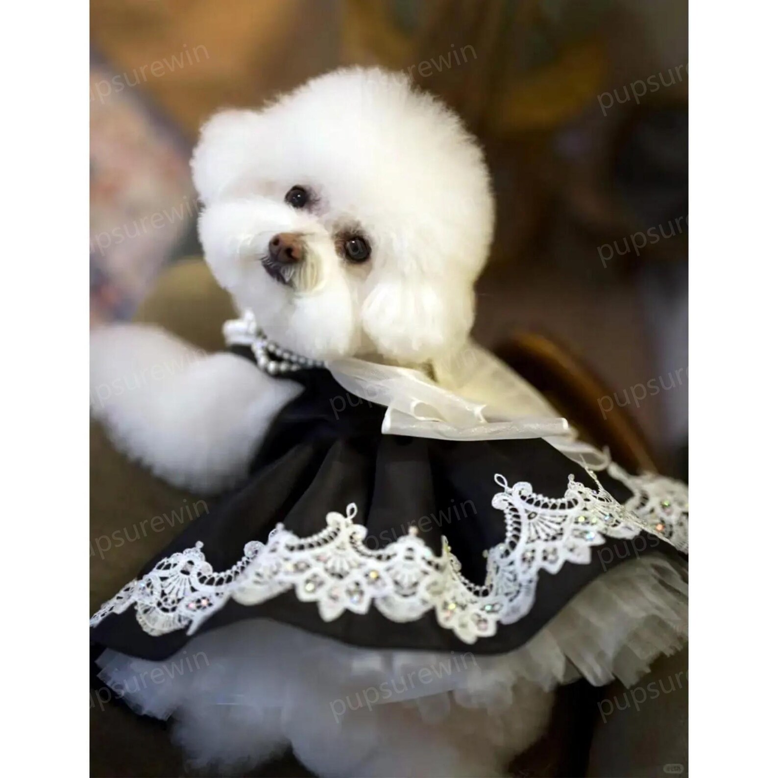Custom Dog Wedding Dress Inspired From Hepburn, Franch Parisian Black ...