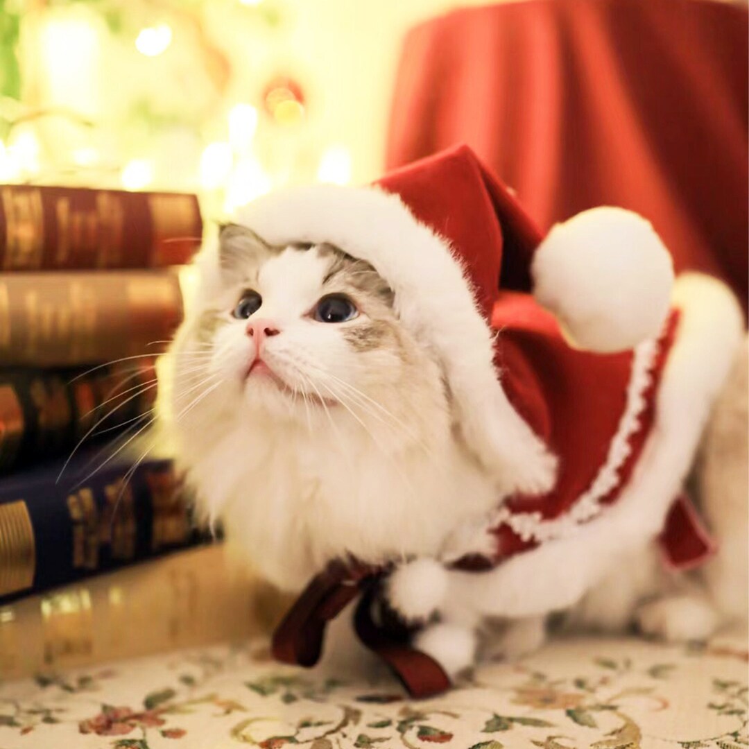 Cat Christmas Santa Costume, Red Velvet Hooded Cape for Cats and Dogs ...