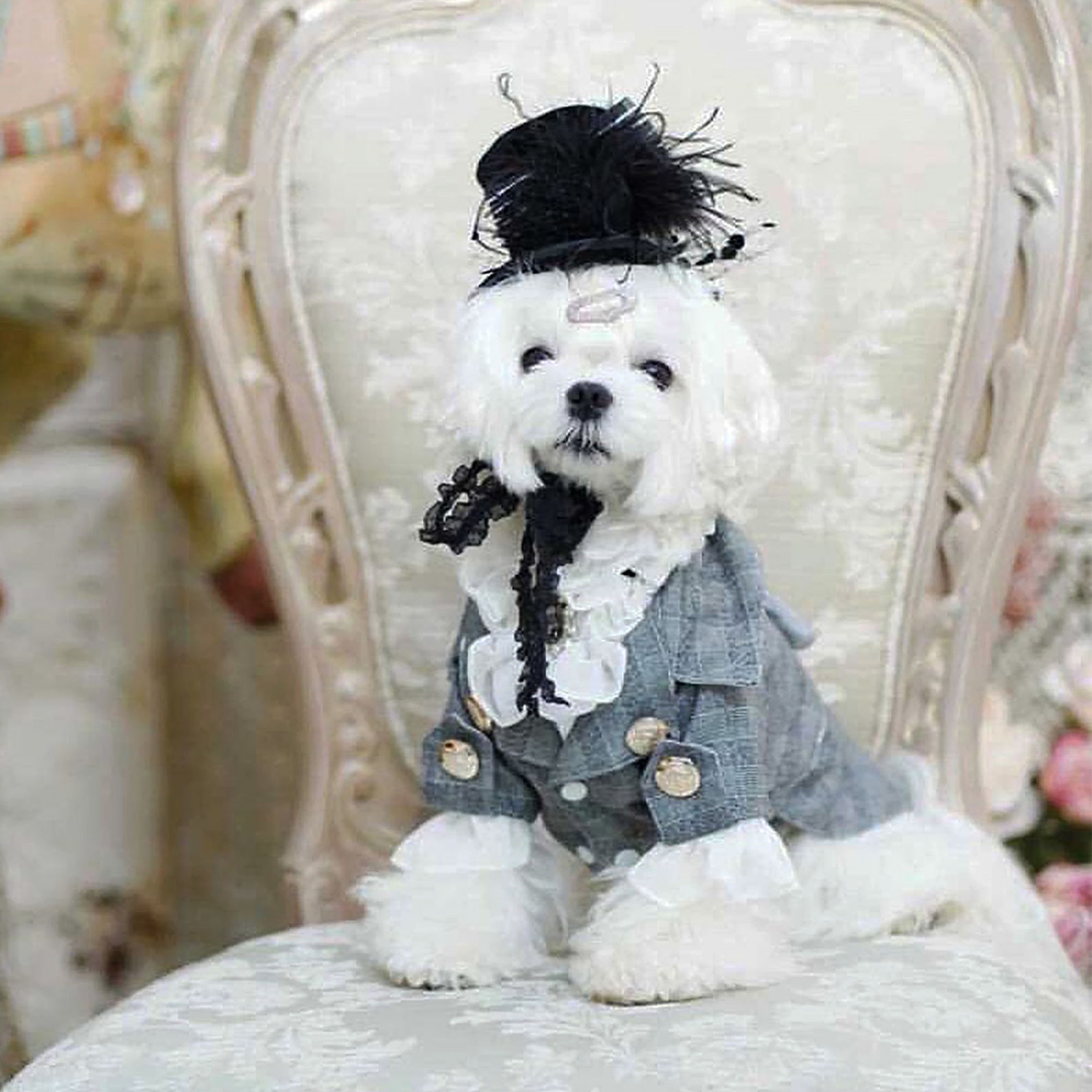 Cat Dog Prince Costume Dog Tuxedo Bridegroom Outfit Gentleman | Etsy