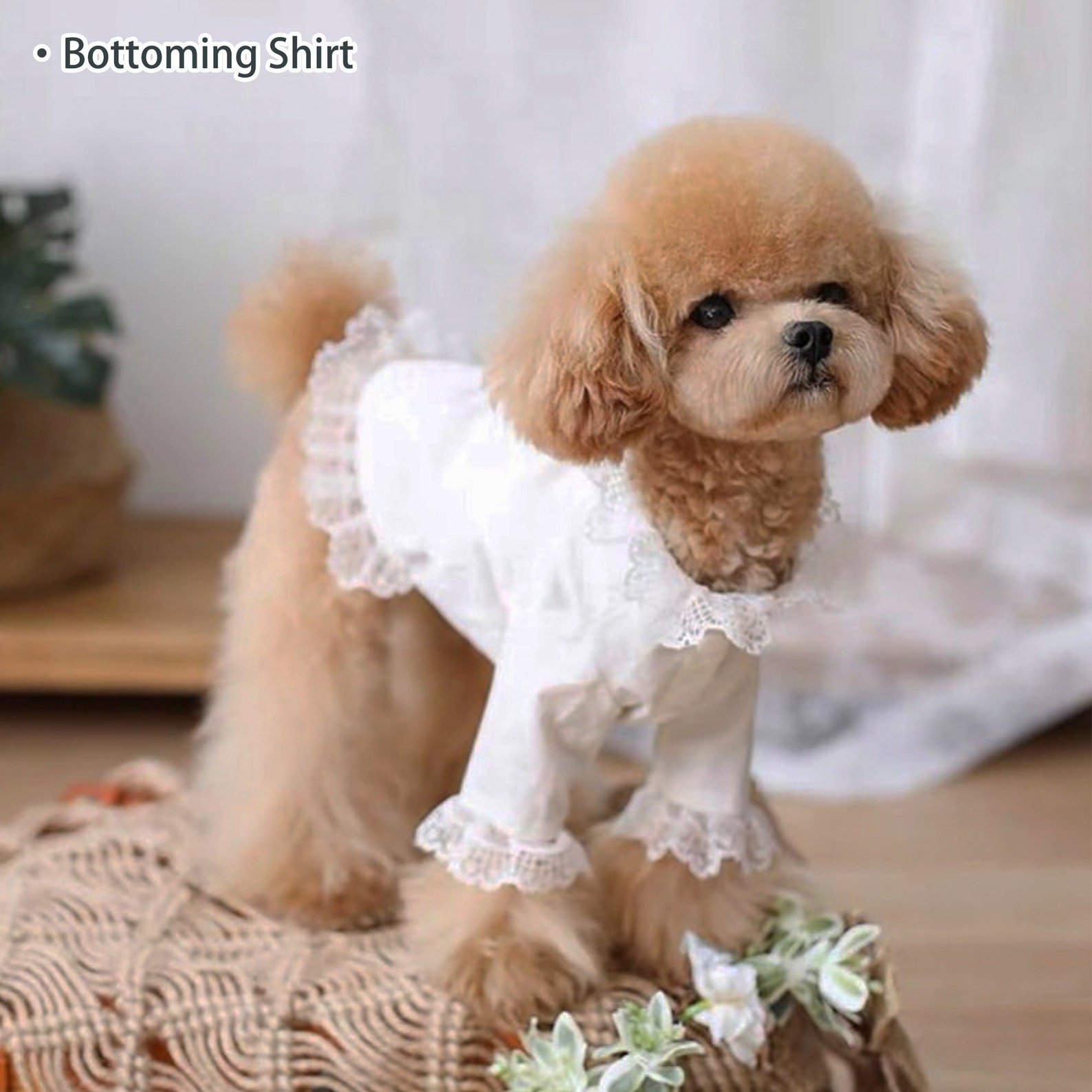 Cat Dog Prince Costume Halloween Birthday Dog Formal Suit Dog - Etsy