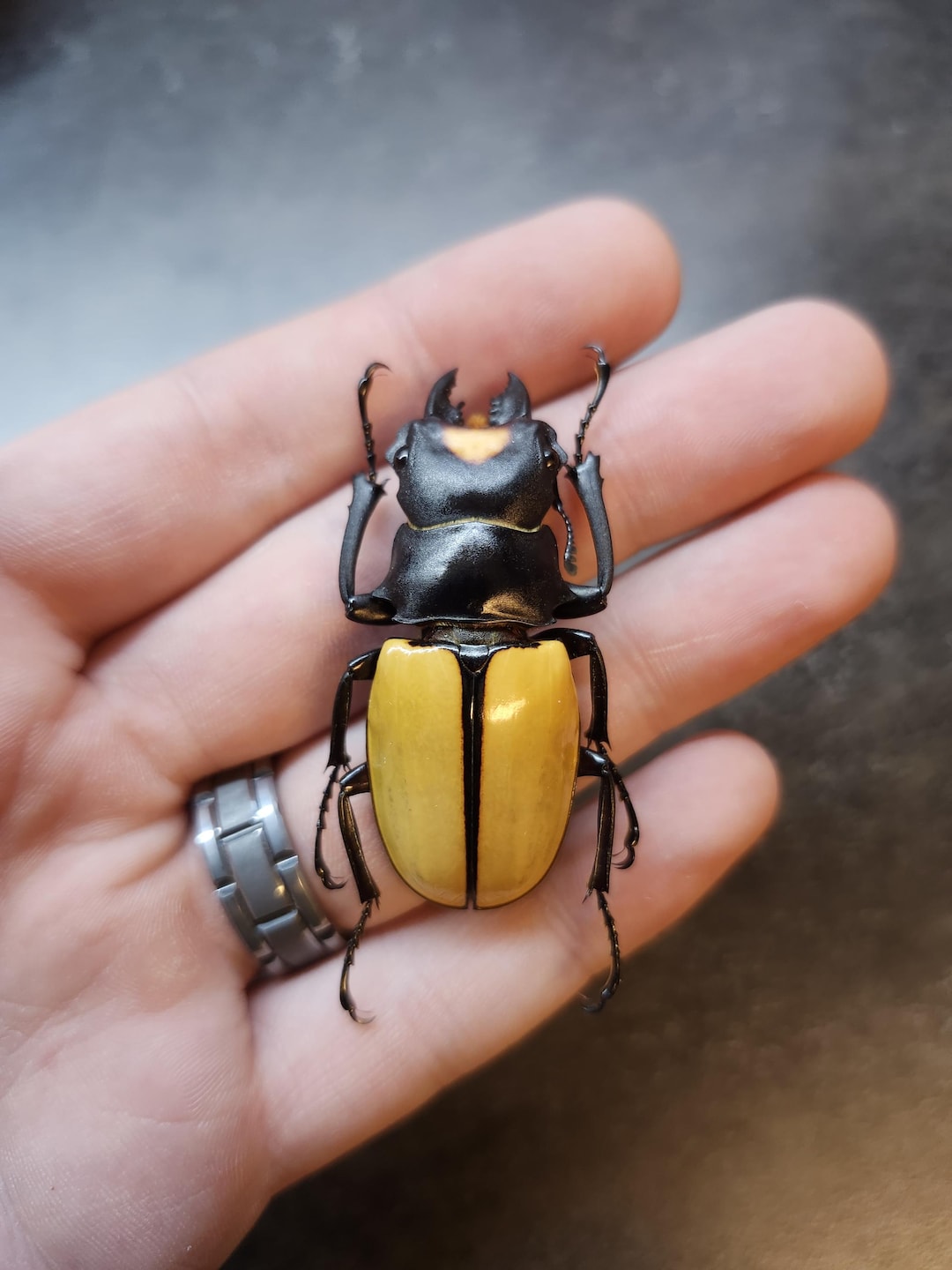 Golden Stag Scarab Beetle Dried Insect Specimen Odontolabis Spectabilis ...