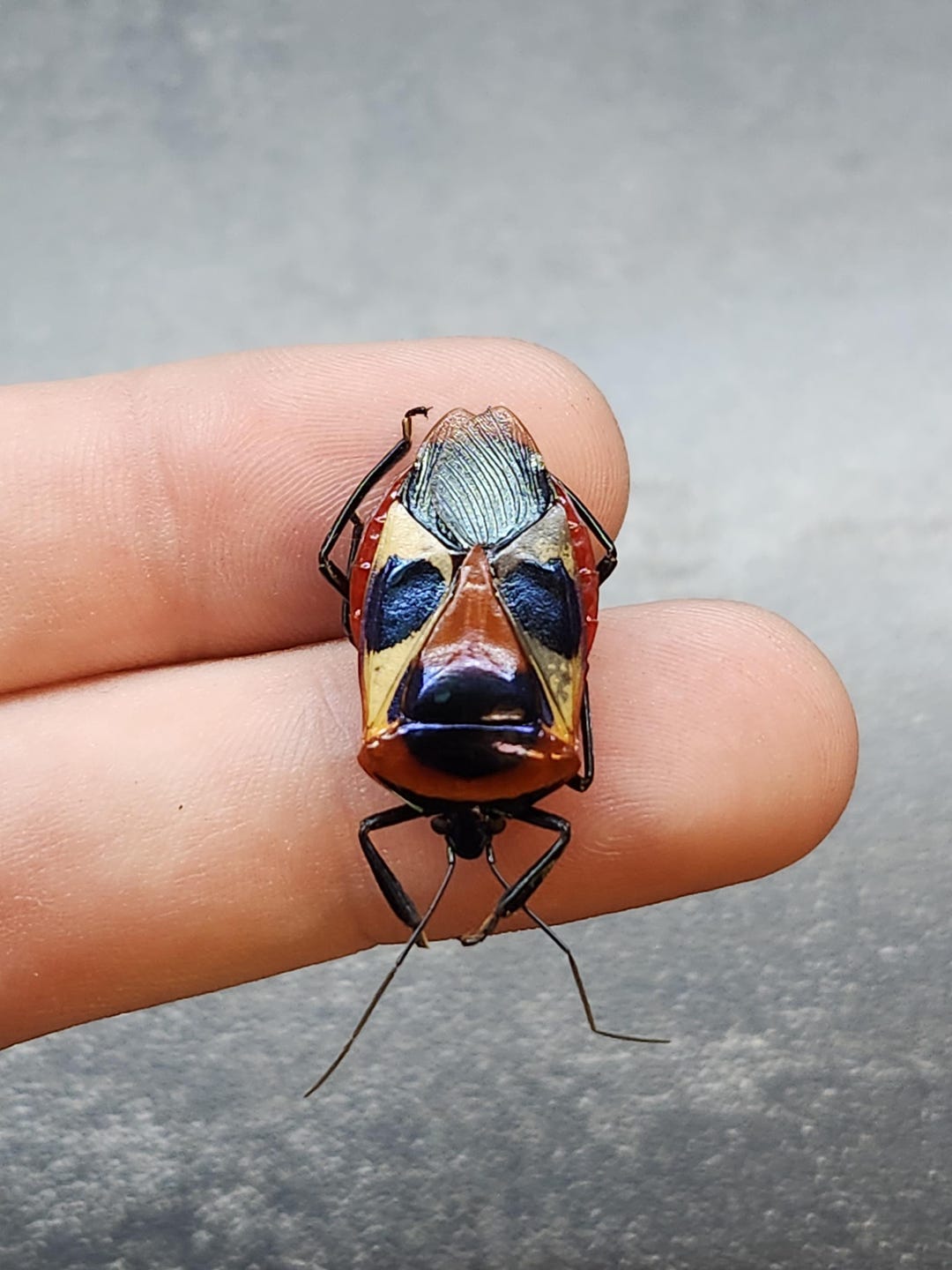 Tribal Man Face Shield Beetle Real Insect Bug Taxidermy Craft-ready ...