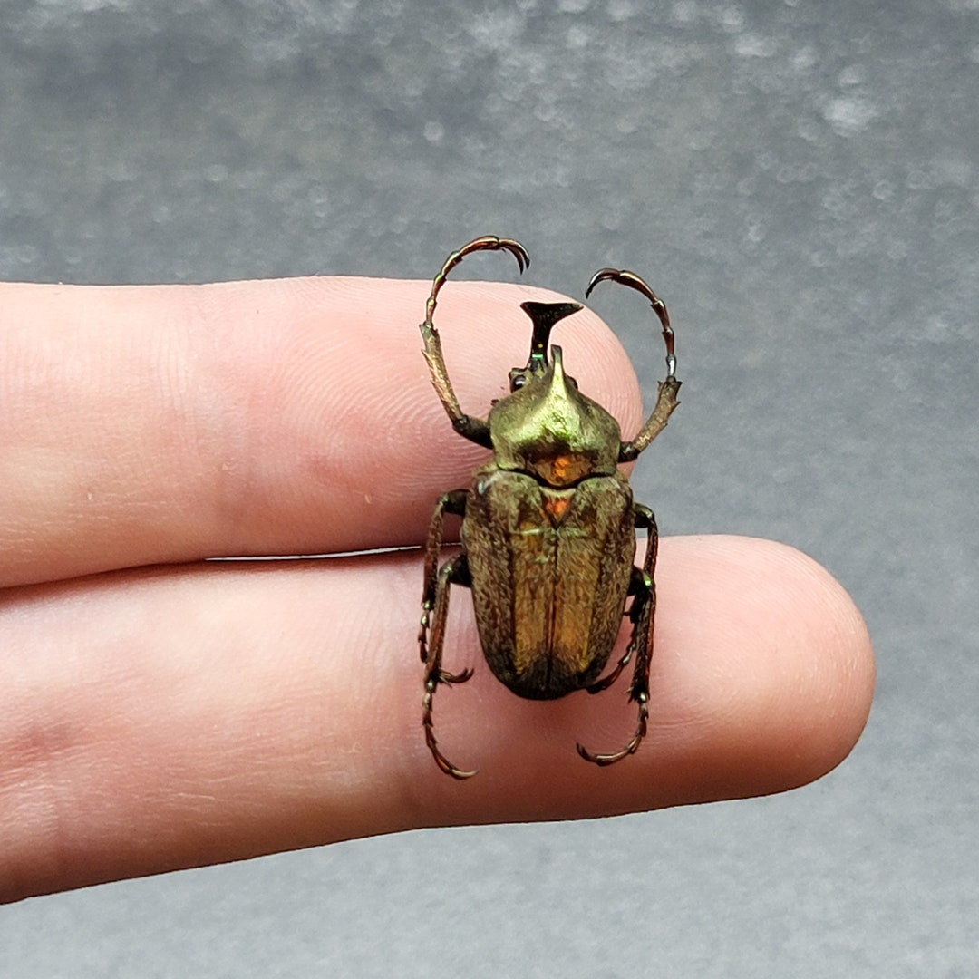 Bronze Metallic Scarab Horned Beetle Real Dried Insect Specimen Bug ...