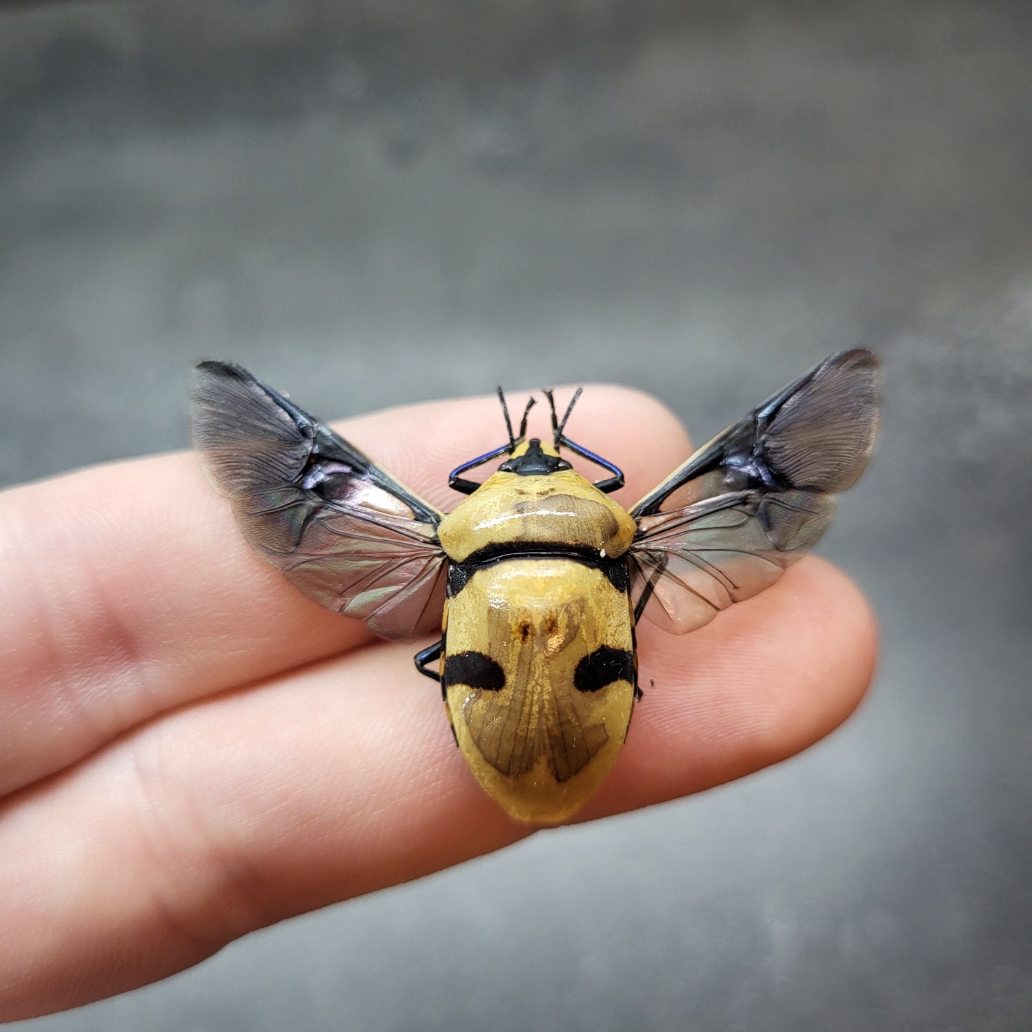Skull Face Shield Beetle SPREAD Mask Real Insect Bug Taxidermy Craft ...