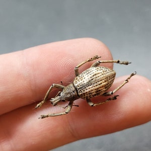 Sand Spotted Tan Weevil Beetle Rhinoscapha Sp3 Real Insect Bug ...