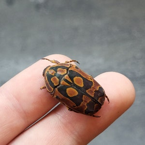 BEAUTIFUL Red Tribal Mask Chafer Beetle (2) Pack Pachnoda Aemula Lot ...