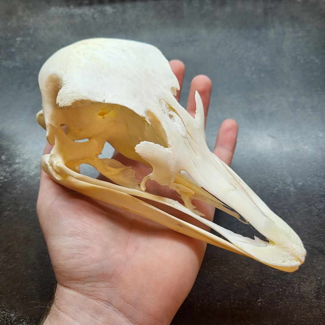 Real Ostrich Bird Skull Large Real Skull Taxidermy Craft-ready Science ...