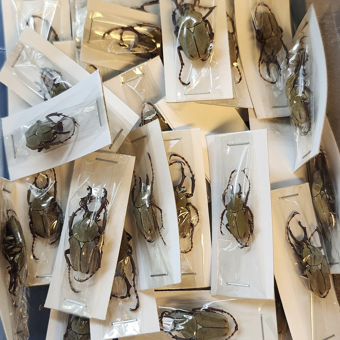 Rare: Wallichii Antler Scarab Horned Beetle Real Insect Bug Taxidermy ...