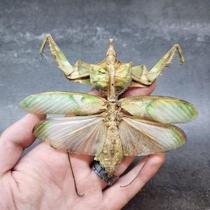 RARE: Devils Flower Mantis (male) Unspread Idolomantis Diabolica Leaf ...