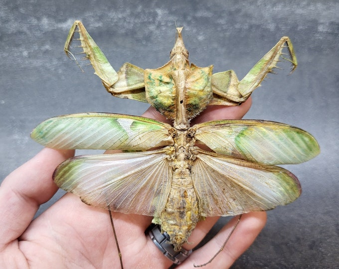 RARE: Devils Flower Mantis (male) Unspread Idolomantis Diabolica Leaf ...