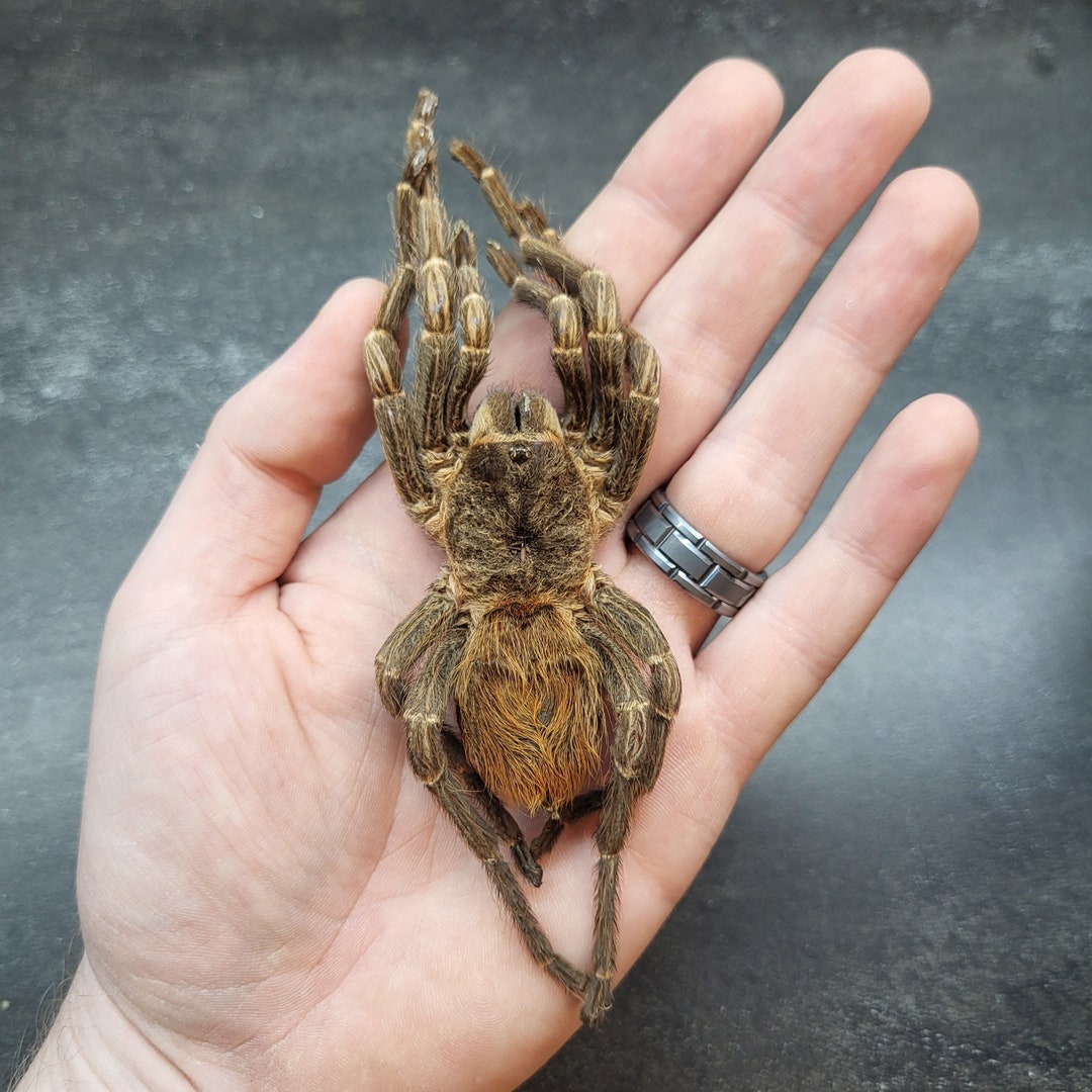 Mexican Red Rump Tarantula Brachypelma Vagans Unspread Insect Bug ...