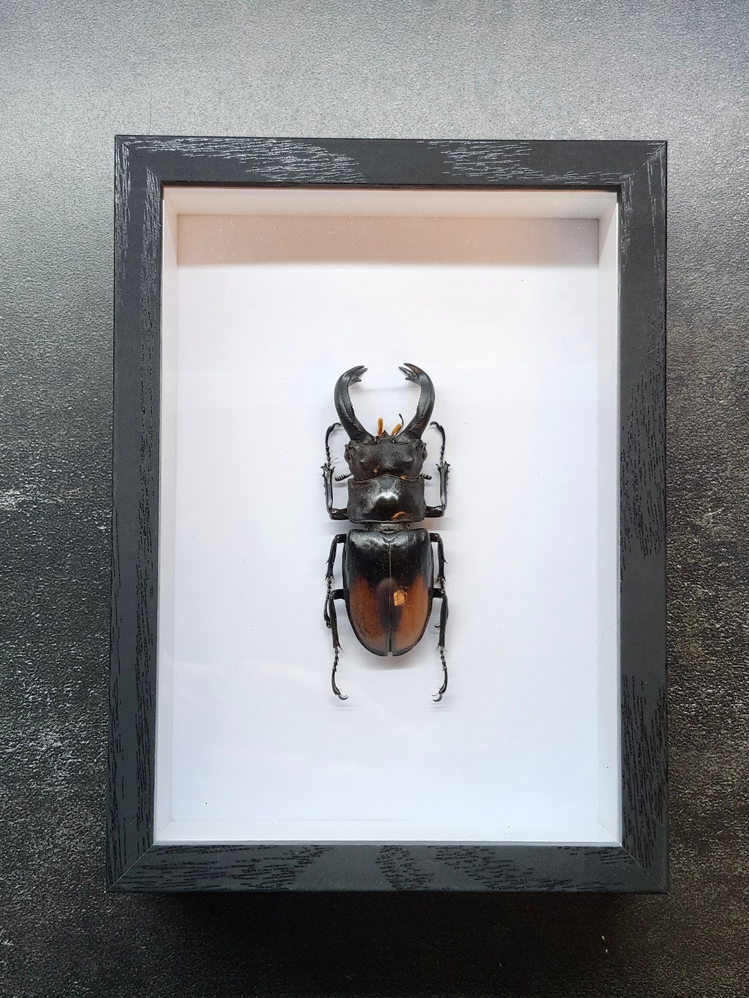 Real Large Fighting Stag Beetle Black Shadowbox Display Frame Wall Art ...