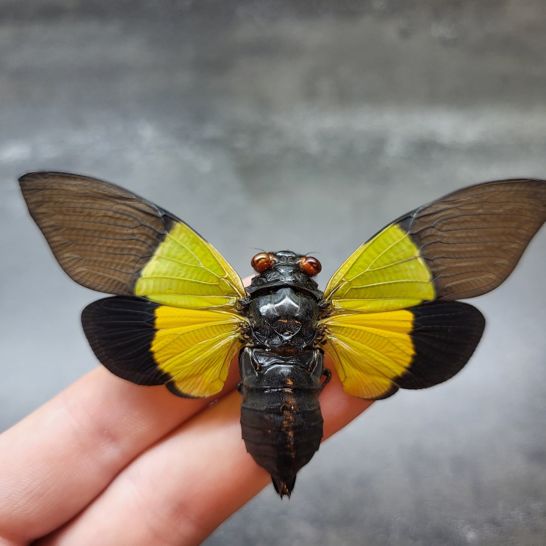 Large Yellow Green Black Cicada Trengganua Sibylla Beautiful Real ...