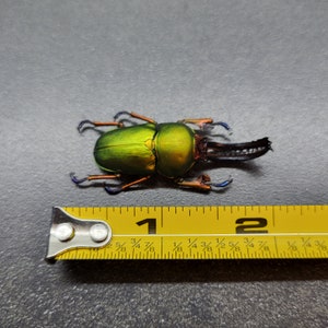 33-40mm Sawtooth Scarab Beetle Unspread Papered Real Insect Bug ...