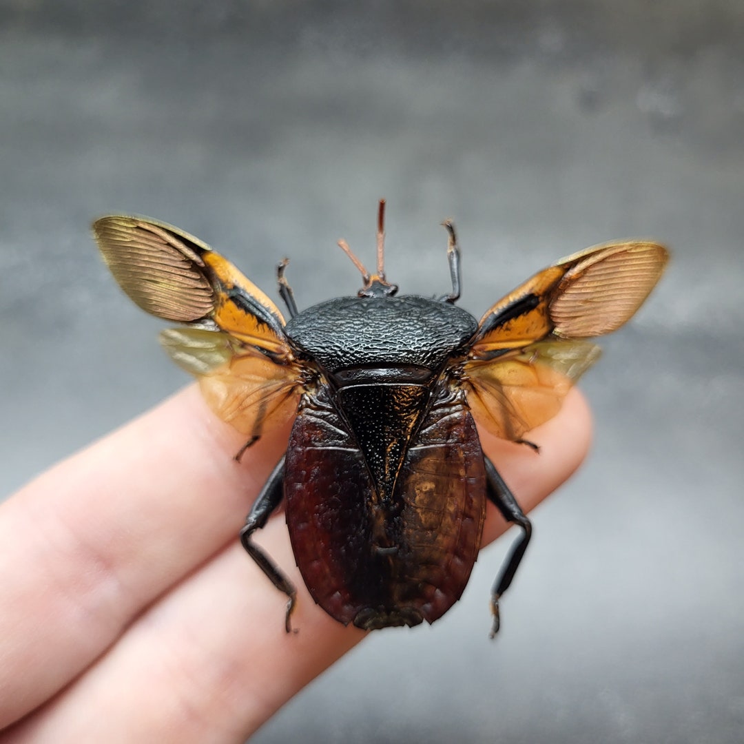 SPREAD Shield Beetle Real Insect Bug Taxidermy Craft-ready Specimen Art ...