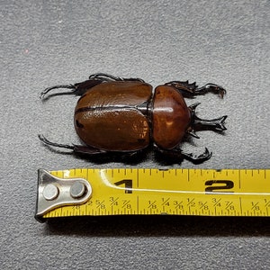 RARE: Glossy Horn Dynastidae Beetle Peru Real Insect Scarab Bug ...