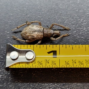 Sand Spotted Tan Weevil Beetle Rhinoscapha Sp3 Real Insect Bug ...