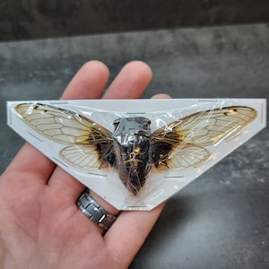 Black Thailand Cicada SPREAD Cryptotympana Nitidula Beautiful Real ...