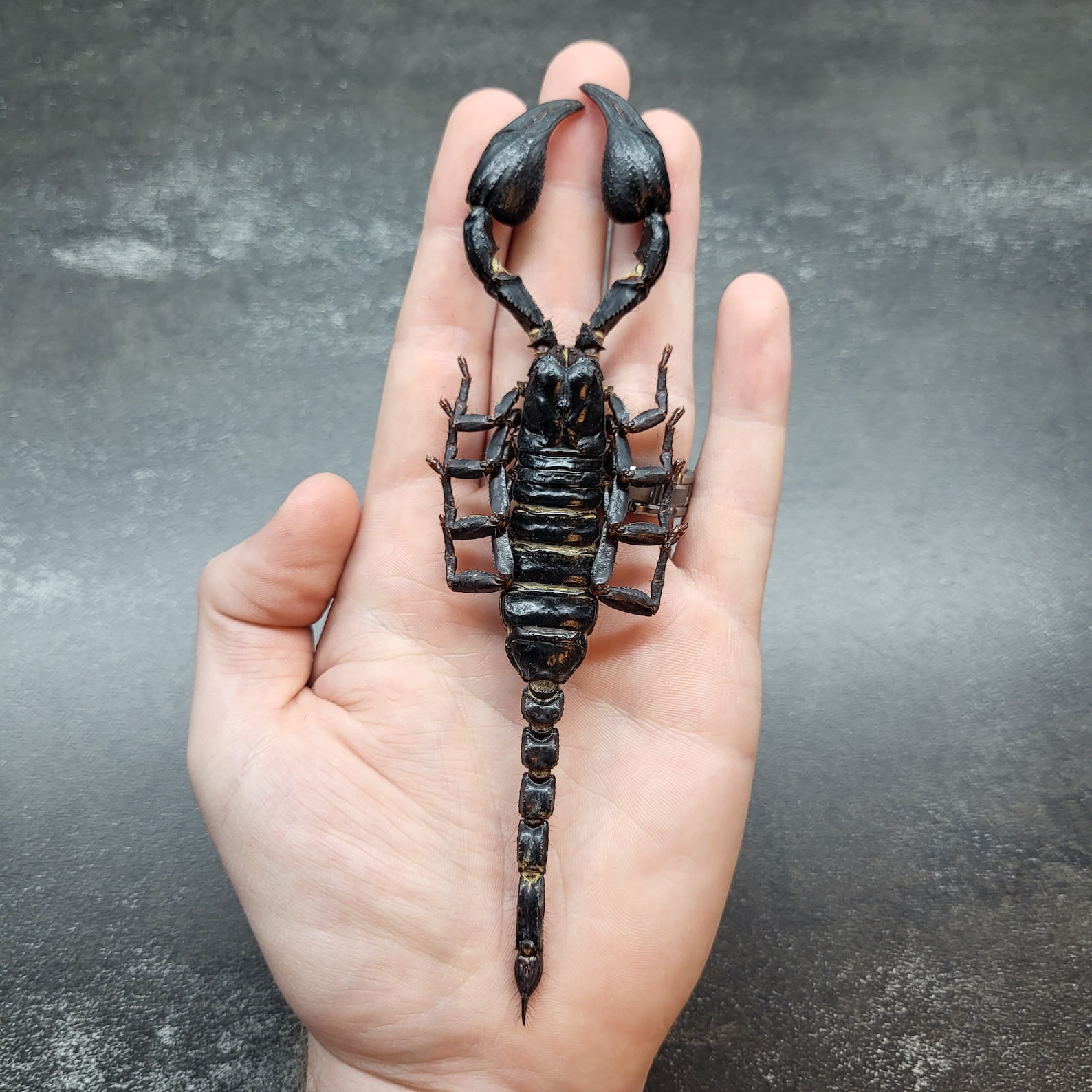 Large Black Desert Scorpion Big Real Insect Bug Taxidermy Craft-ready ...