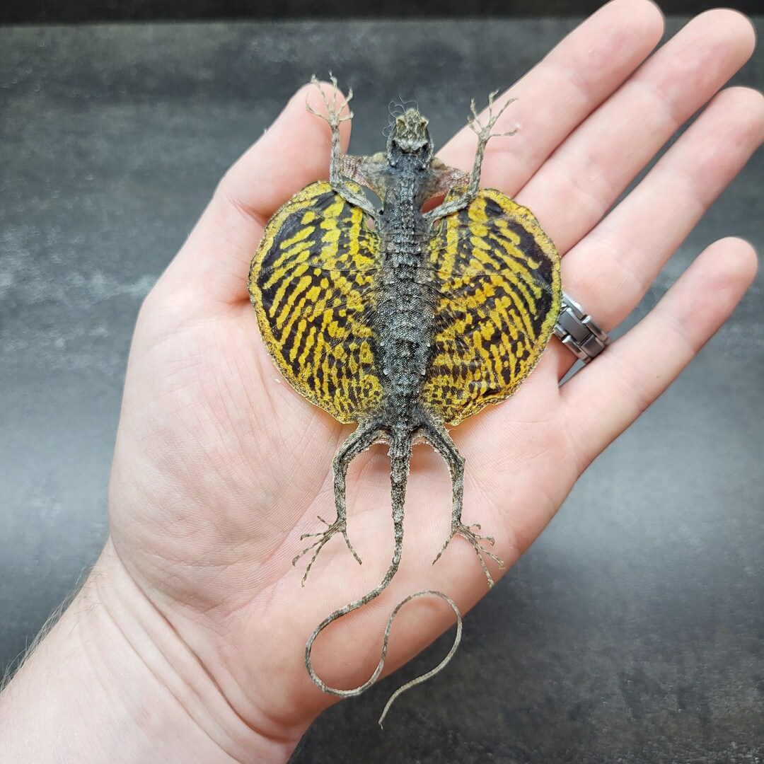 Large Flying Draco Volan Lizard Spread Yellow Winged Big Real Reptile ...