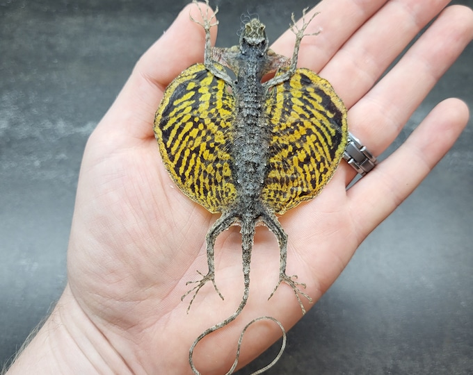 Large Flying Draco Volan Lizard Spread Yellow Winged Big Real Reptile ...