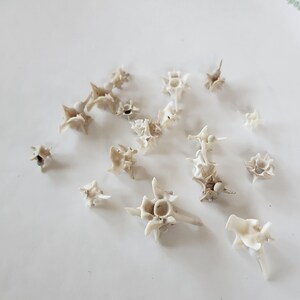 Real Snake Vertebrae Mixed Size Lot of (20) Pcs Natural Bone Beads for ...