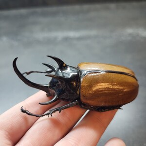 Large 5 Horned Rhinoceros Beetle Eupatorus Gracilicornis Stag Scarab ...