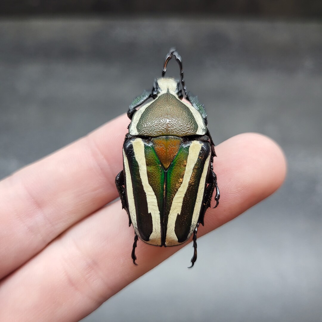 RARE Tanzania Derby Scarab Flower Scarab Chafer Beetle Green Hue Real ...