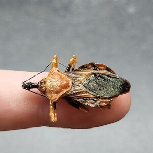RARE Malaysian Assasin Bug Beetle Real Insect Bug Taxidermy Craft-ready ...