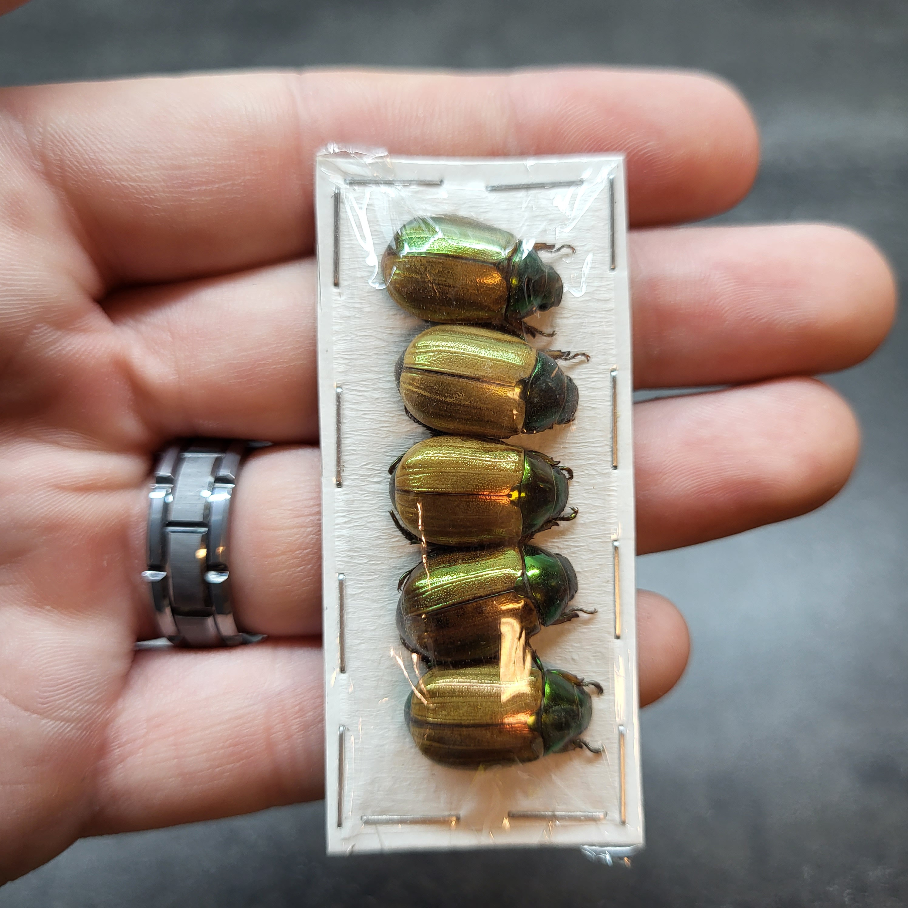 Shining Leaf Gold Chafer Beetle (5) Pack Anomala Sp Lot Real Insect Bug ...