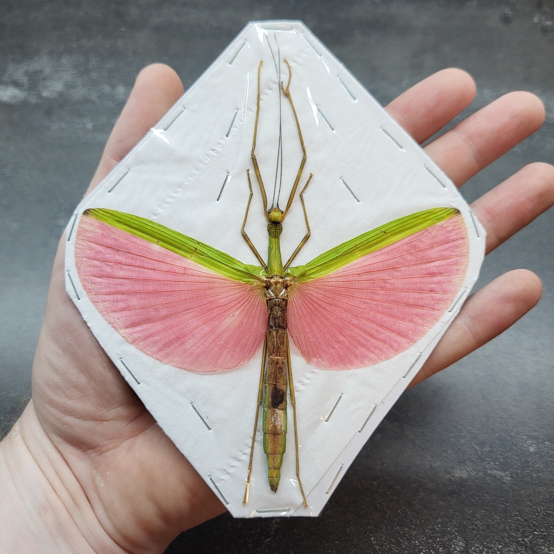 Pink Umbrella Flying Walking Stick (A-) Spread Big Real Insect Bug ...