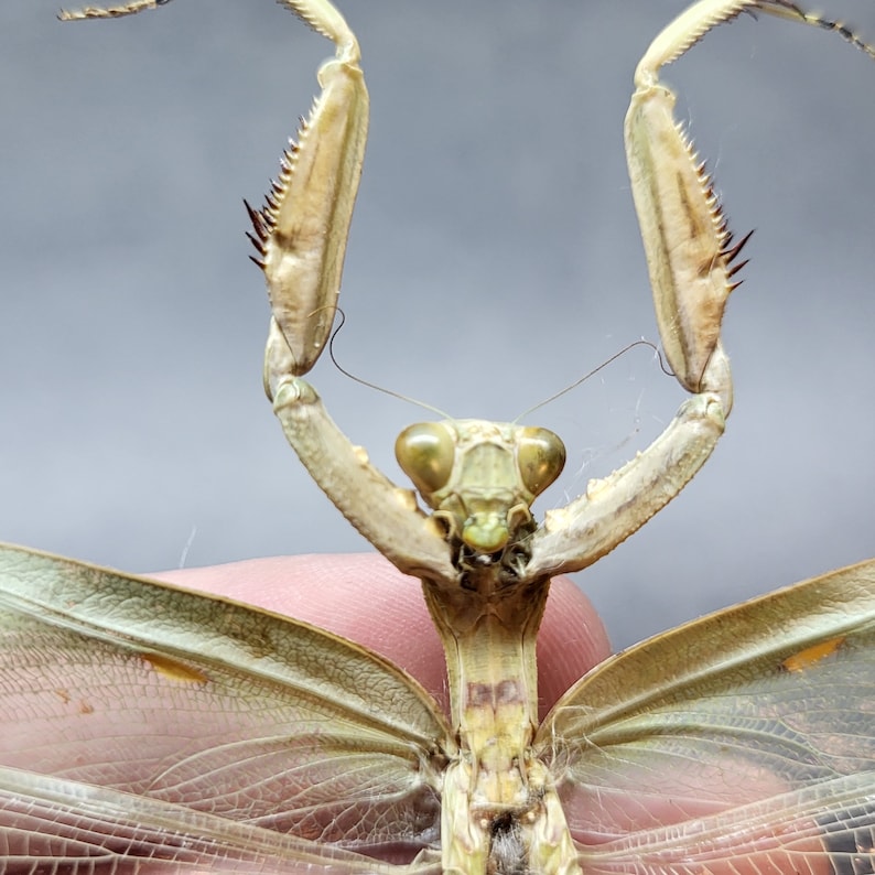 Real Large Indonesian Green Mantis (hierodula Patelligera) Insect Bug ...