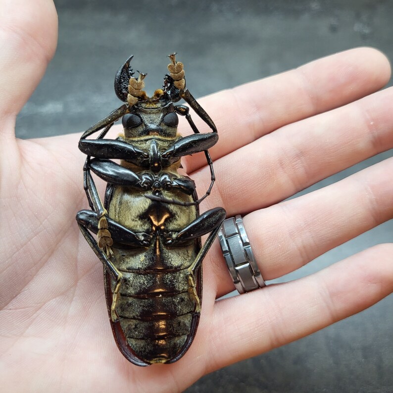 RARE: Giant African Longhorn Beetle Big Real Huge Insect Bug - Etsy