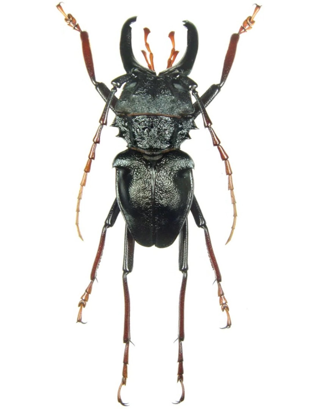 RARE: Peruvian Longhorn Pincer Beetle (UNSPREAD) Big Real Insect Bug ...