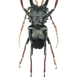 RARE: Peruvian Longhorn Pincer Beetle (UNSPREAD) Big Real Insect Bug ...