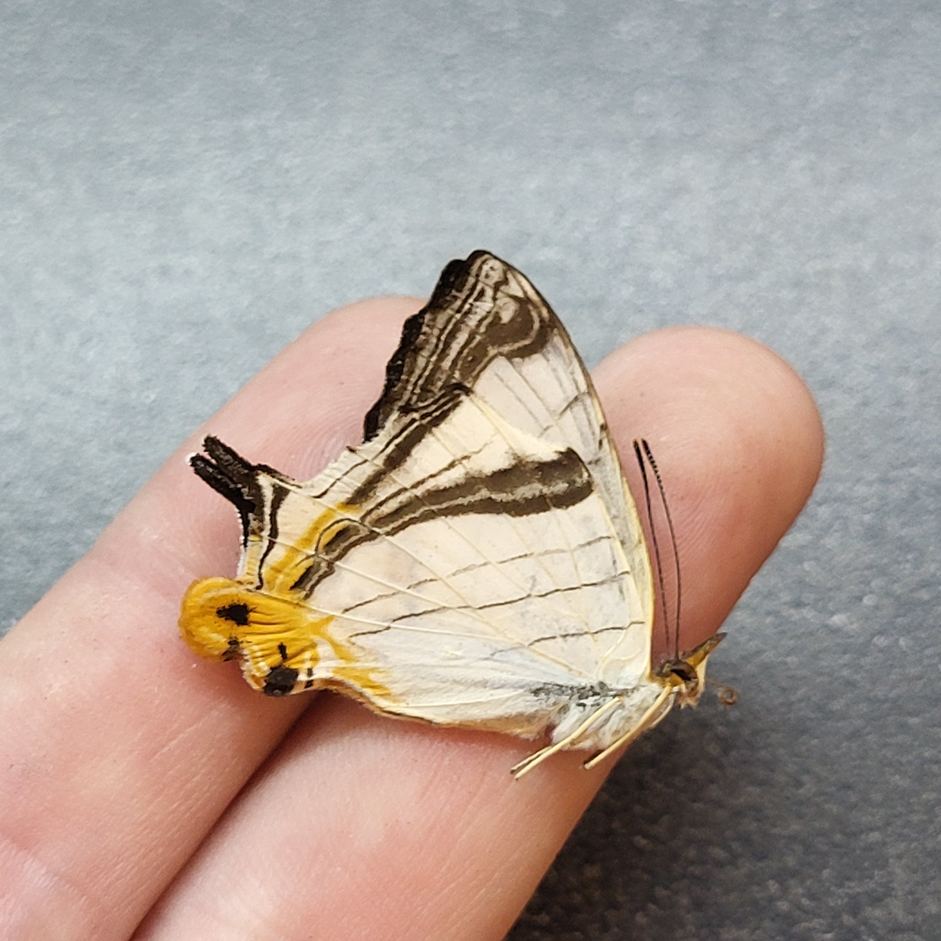 Common Map-wing Unusual Butterfly *UNSPREAD* Real Orange White Insect ...