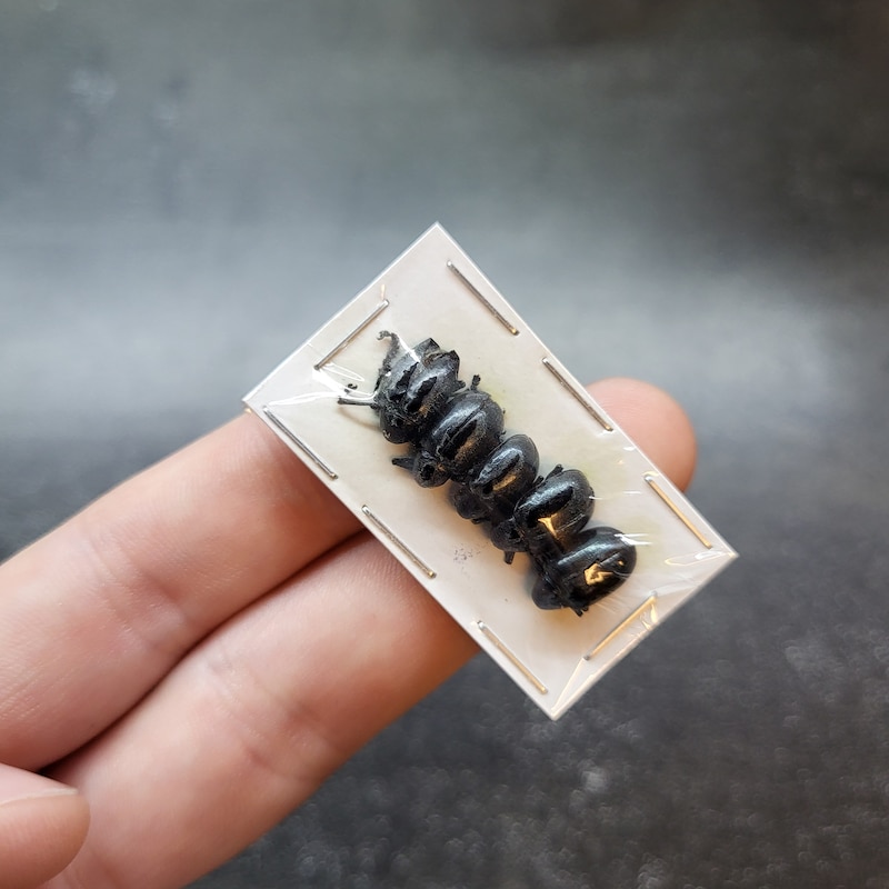 Black Beetle Sheets - Etsy