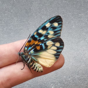 RARE Beautiful Erasmia Moth A Unspread Insect Blue Bug Taxidermy Craft ...