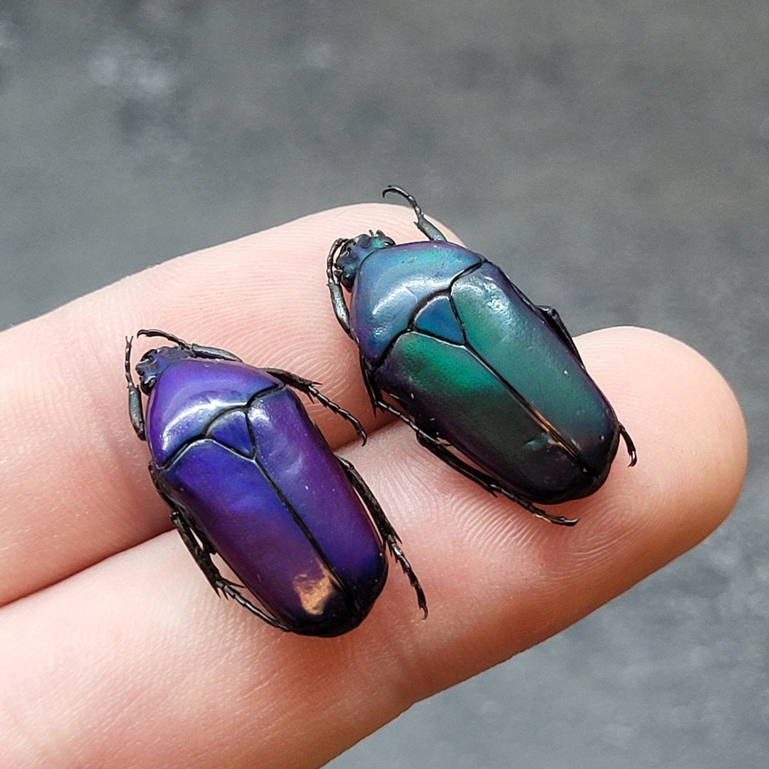 Blue Jadeite Metallic Flower Scarab Beetle (2-pack) Real Insect Bug ...