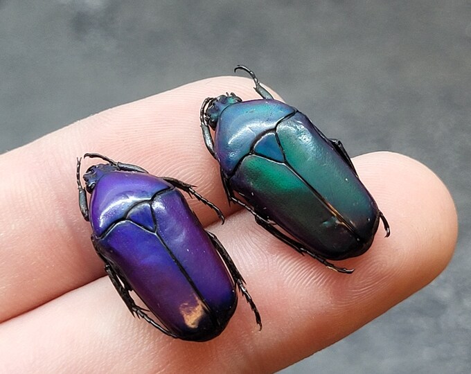 Blue Jadeite Metallic Flower Scarab Beetle (2-pack) Real Insect Bug ...