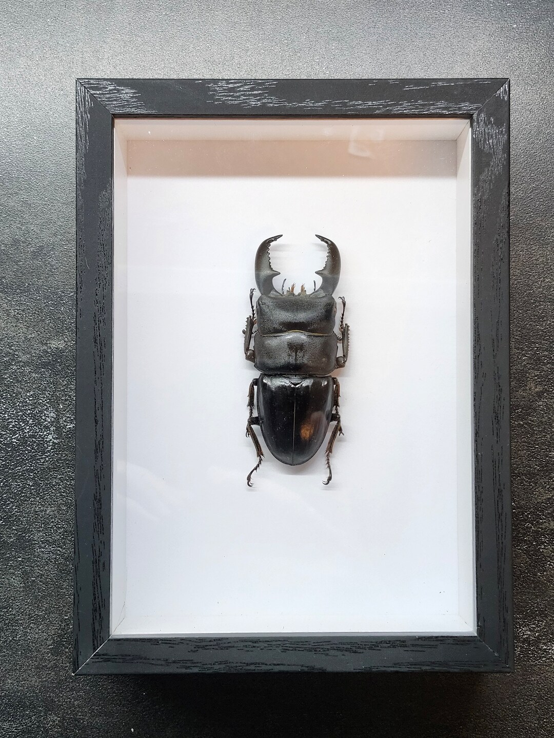 Real Large 80mm Titan Stag Beetle Black Shadowbox Display Frame Wall ...