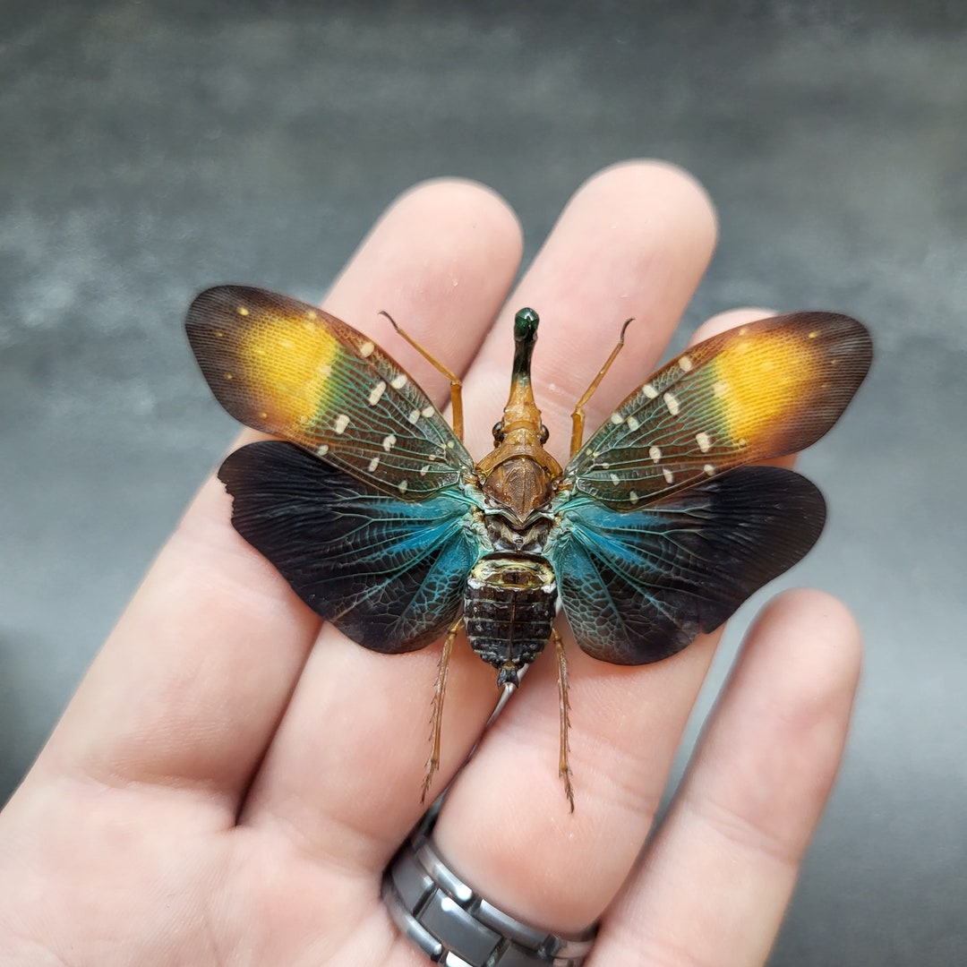 Real Insect Large Teal Spotted Colorful Lanternfly Spread Wings Out ...