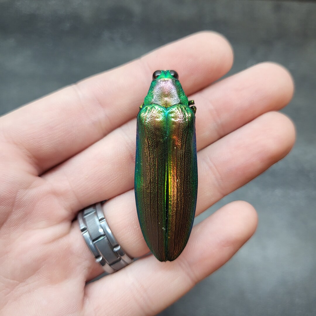 XL Malaysian Rainbow Wood Boring Jewel Beetle Big Real Insect Bug ...