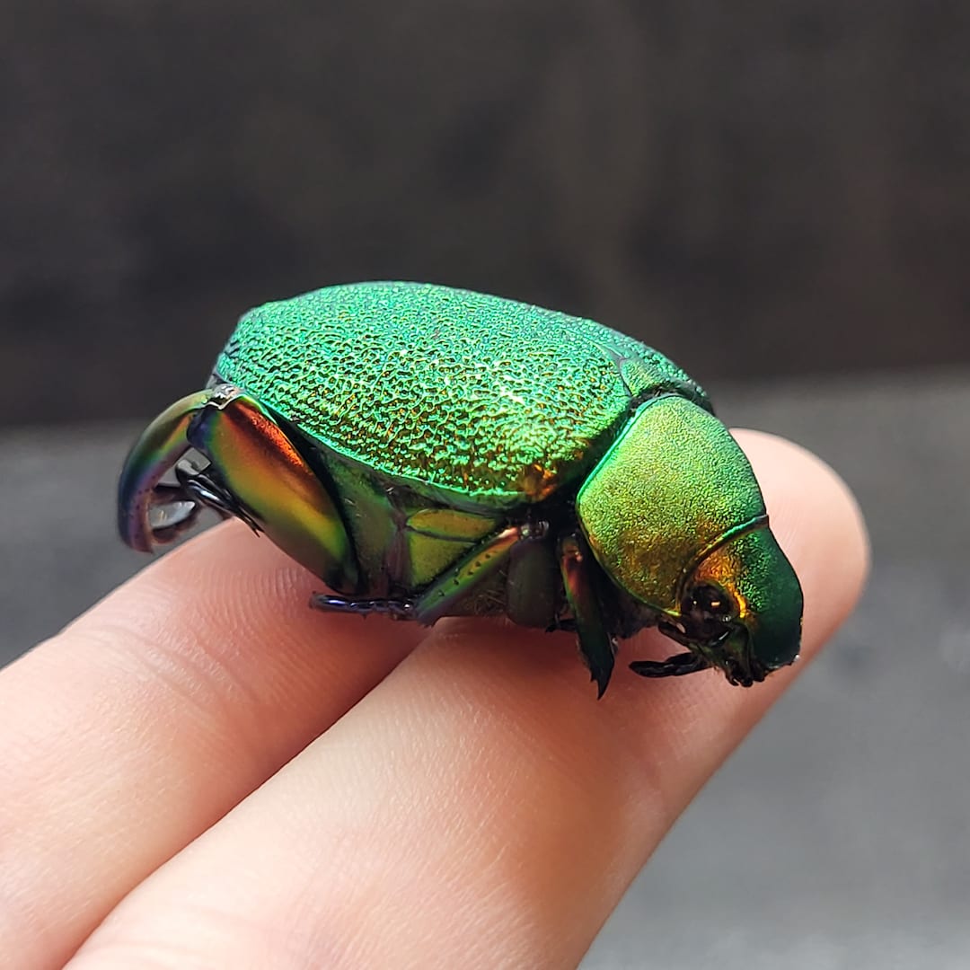 Large Shining Leaf Metallic Green Rainbow Chafer Beetle Chrysophora ...