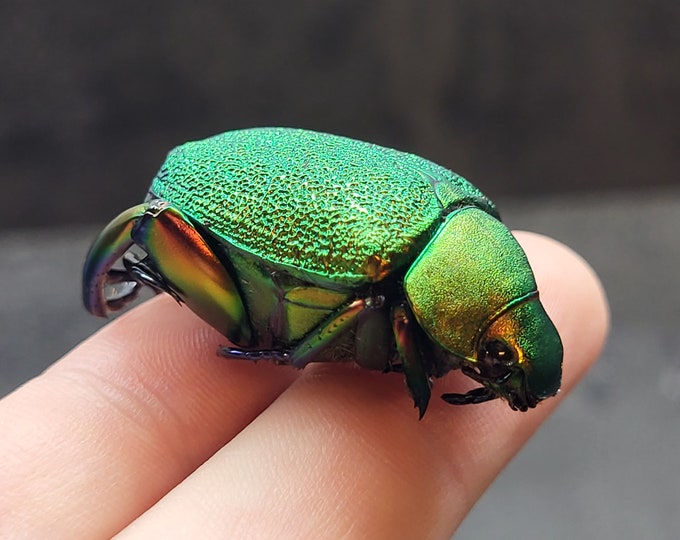 Large Shining Leaf Metallic Green Rainbow Chafer Beetle Chrysophora ...