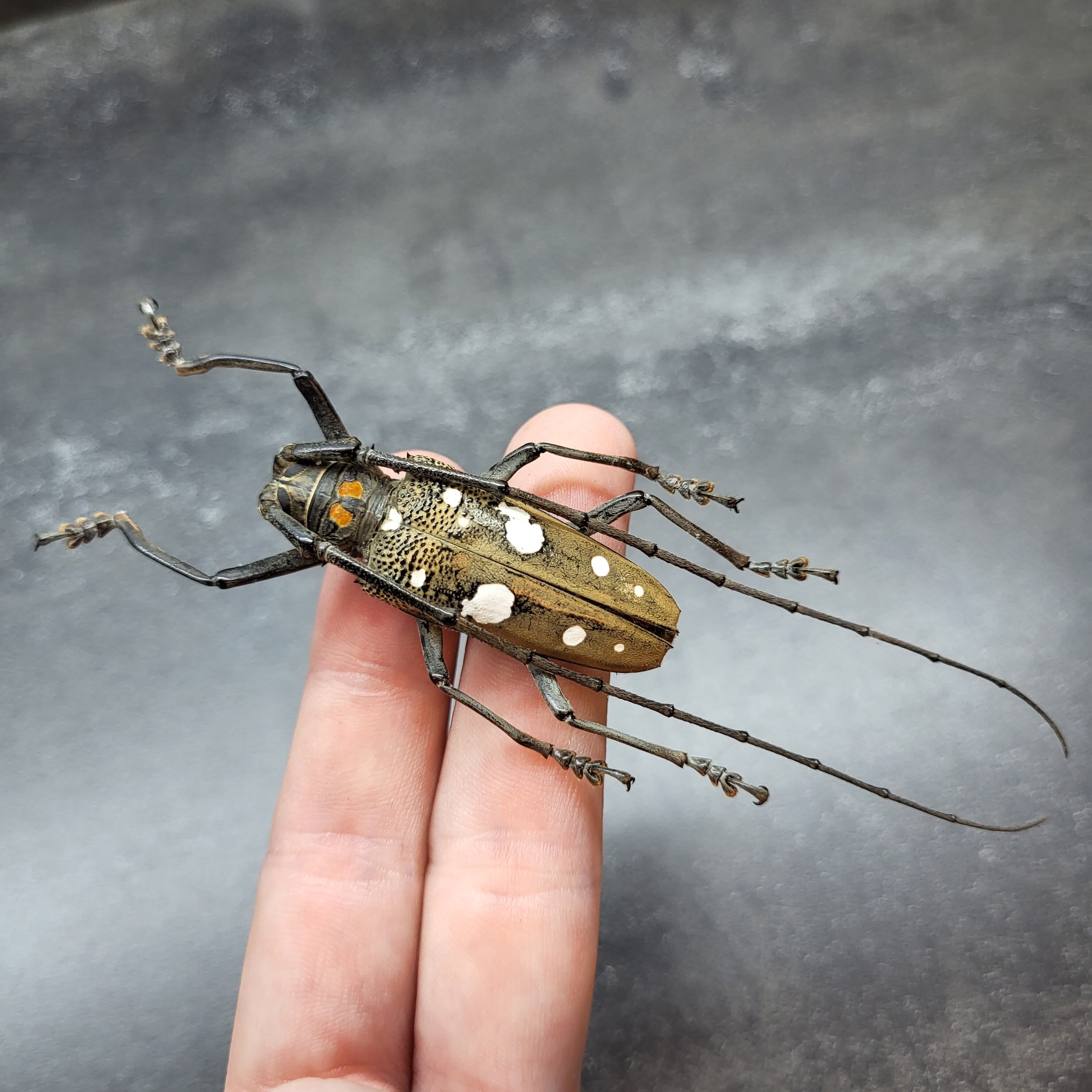 Batocera Celebiana (1) Large Spotted Longhorn Beetle (MALE) Big Real ...