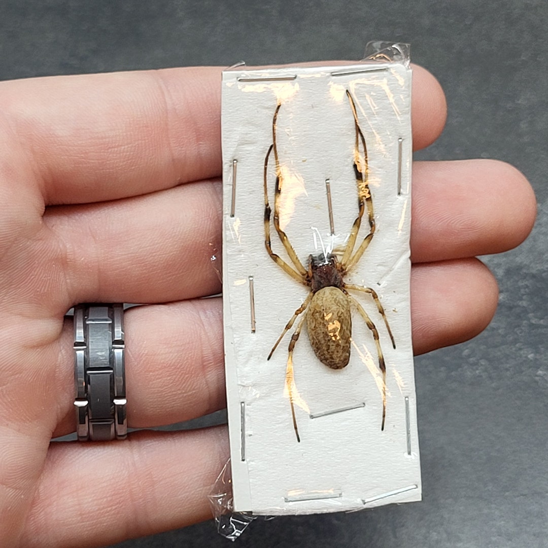 Real Golden Hermit Silk Orb Weaver Garden Spider Small Arachnid Insect ...